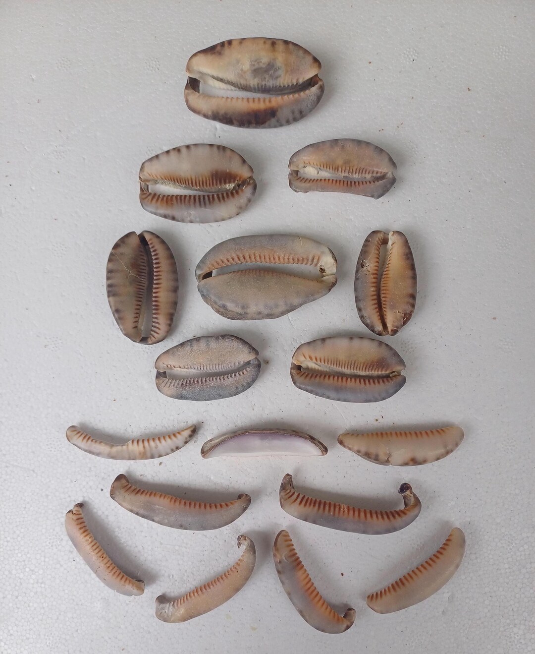 Cowrie Shells Pieces, Craft Material, Jewel Making Material, Beach ...