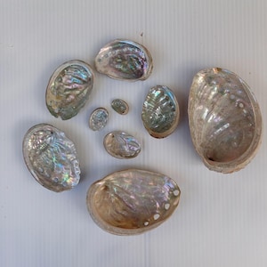 Abalone Shells 9 Pieces, Shells Collection, Craft Material, Fish Tank ...