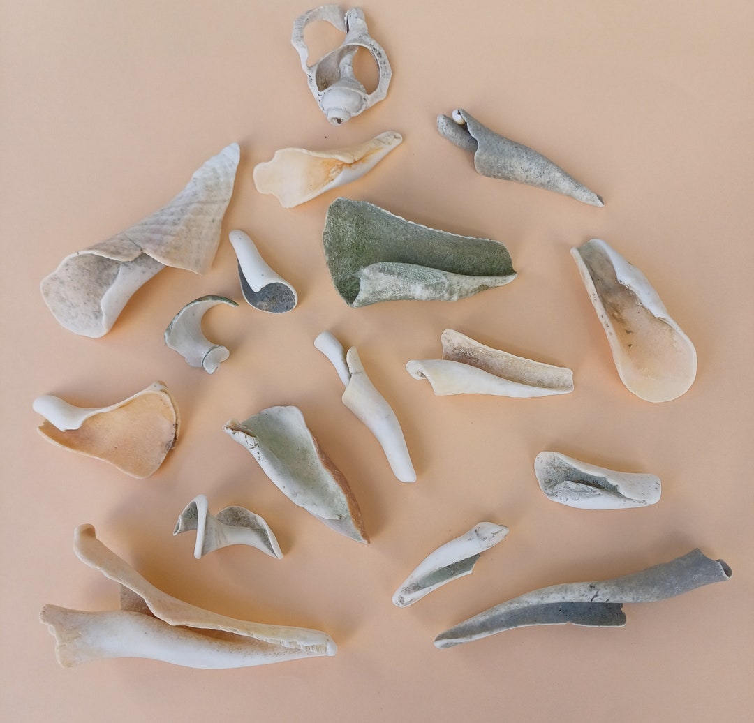 Broken Shells From Lamma Island Ideal for Crafts, Decoration of Fish ...