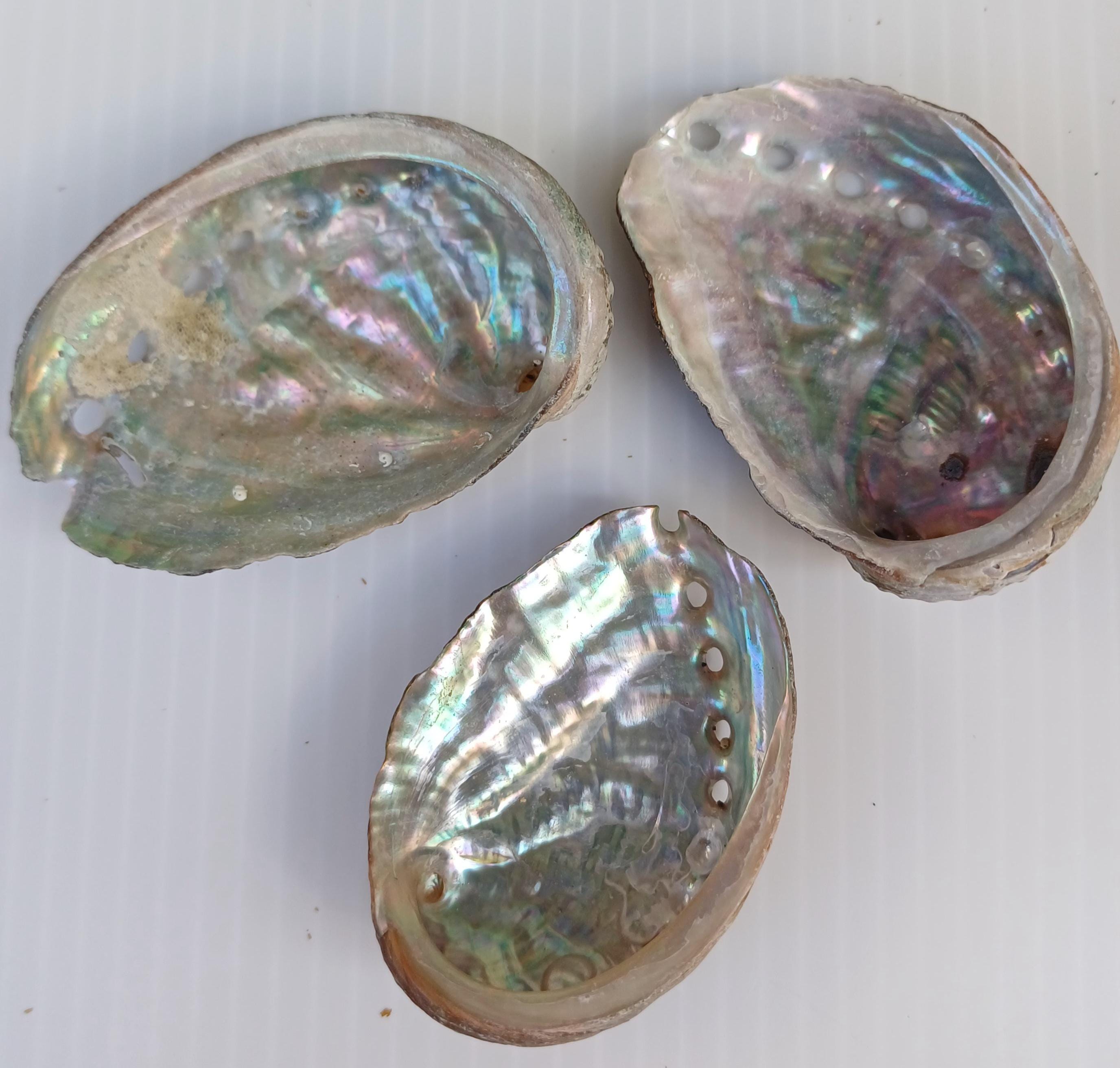 Abalone Shells 9 Pieces, Shells Collection, Craft Material, Fish Tank ...
