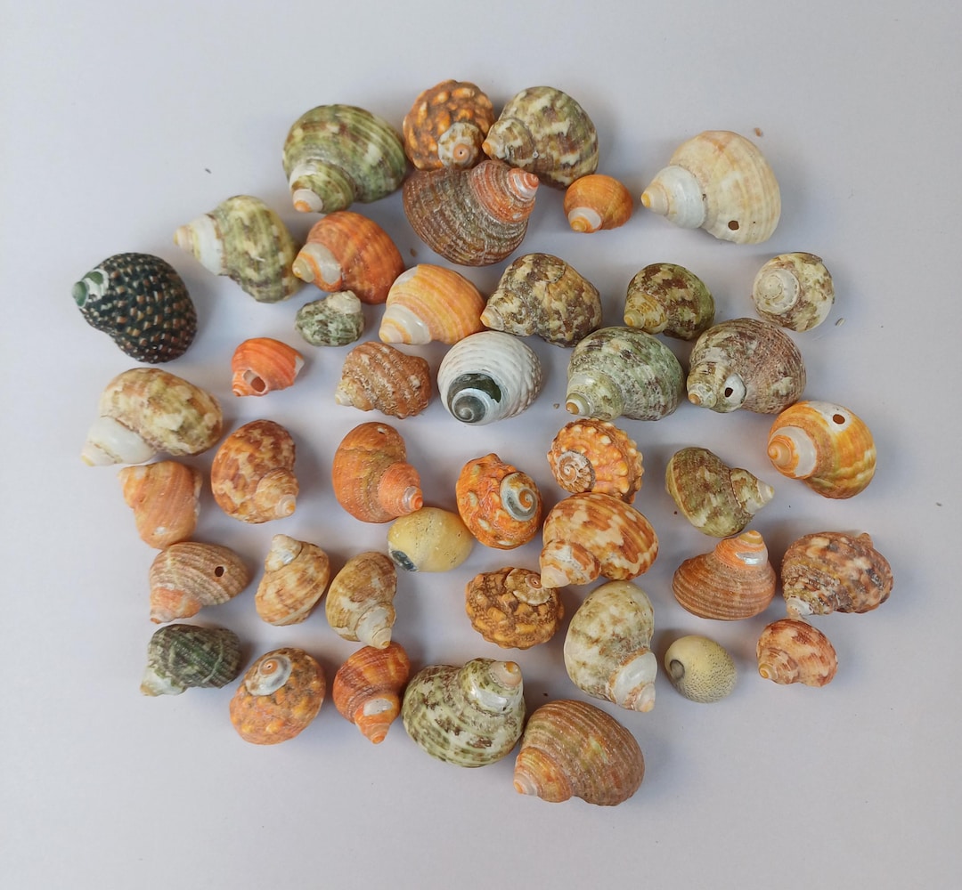 Japanese Multicolored Seashells, Beach Found, Craft Supplies - Etsy