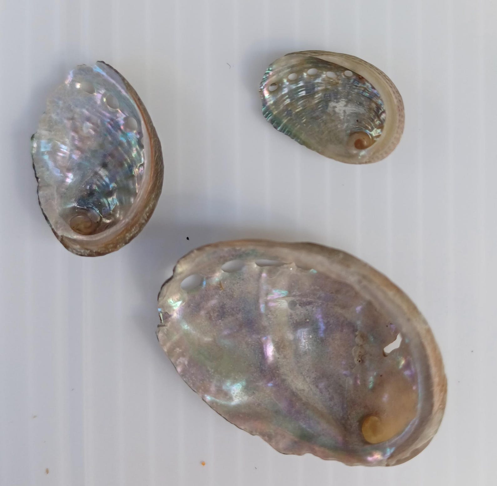 Abalone Shells 9 Pieces, Shells Collection, Craft Material, Fish Tank ...