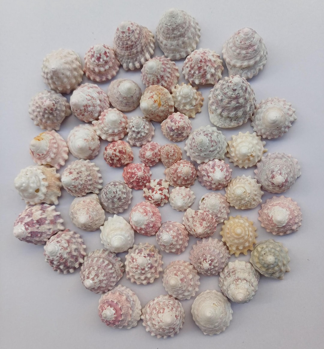 Japanese Shells, Fish Tank Decoration, Aquarium Decoration, Craft ...