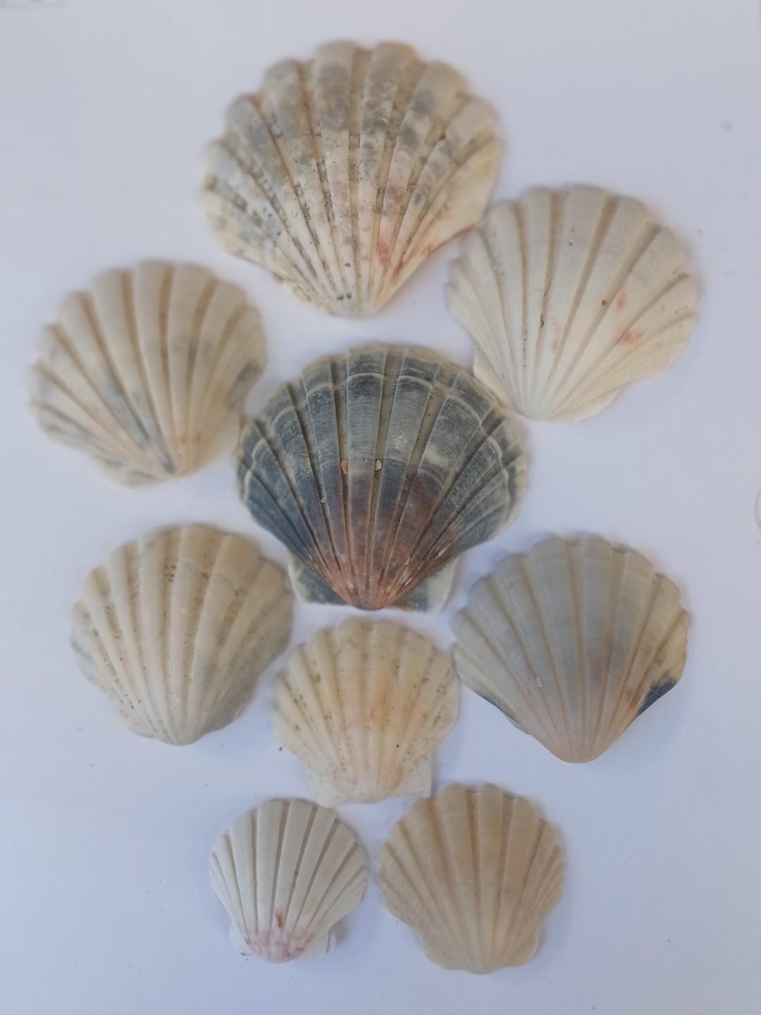 Scallop Shells Set, Shells Collection, Craft or Jewel Making Material ...