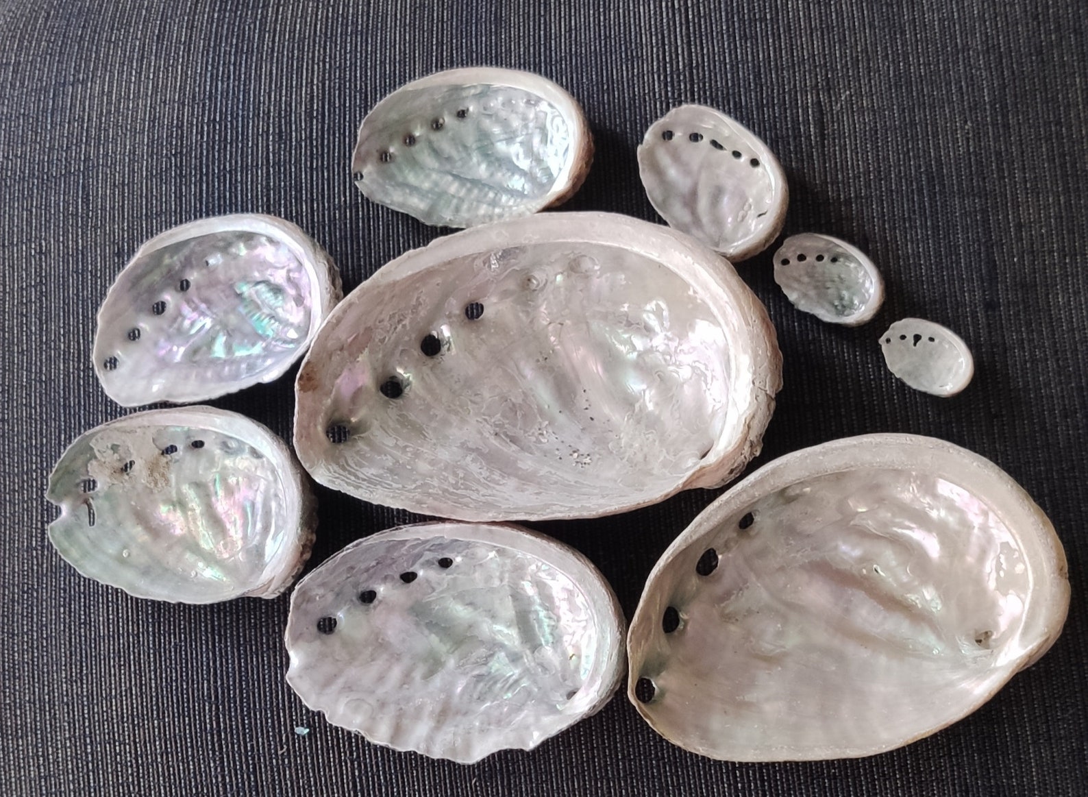 Abalone Shells 9 Pieces, Shells Collection, Craft Material, Fish Tank ...