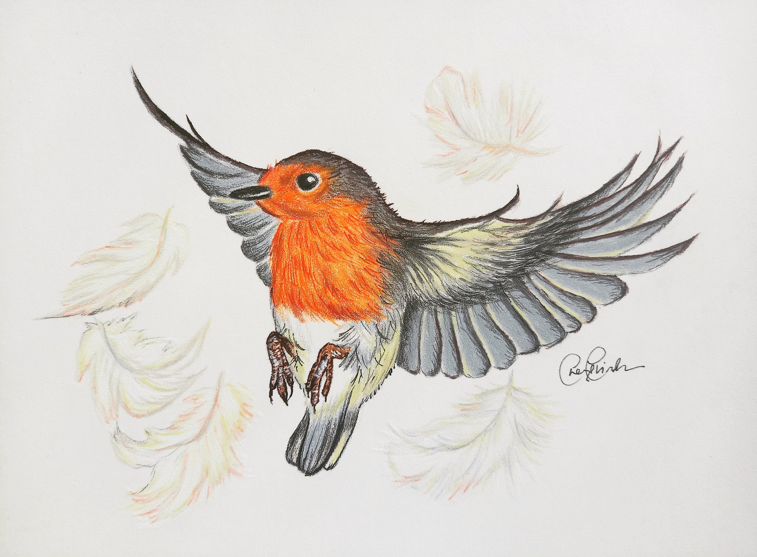 Robin in Flight Giclee Art Print,cheryl Chisholm Art - Etsy