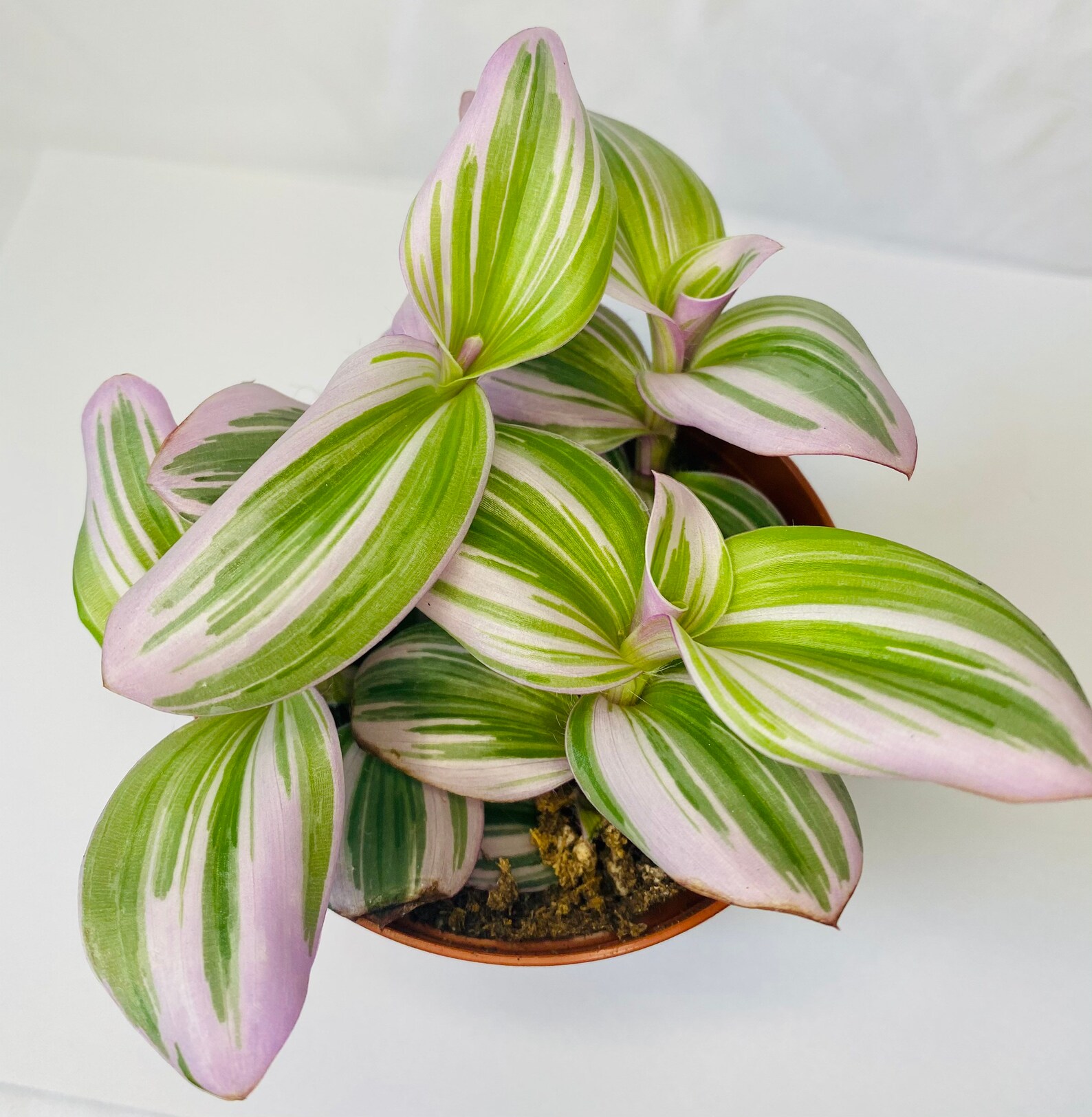 LIVE Rare Tradescantia Nanouk Plant/pink Wandering Jew - Etsy