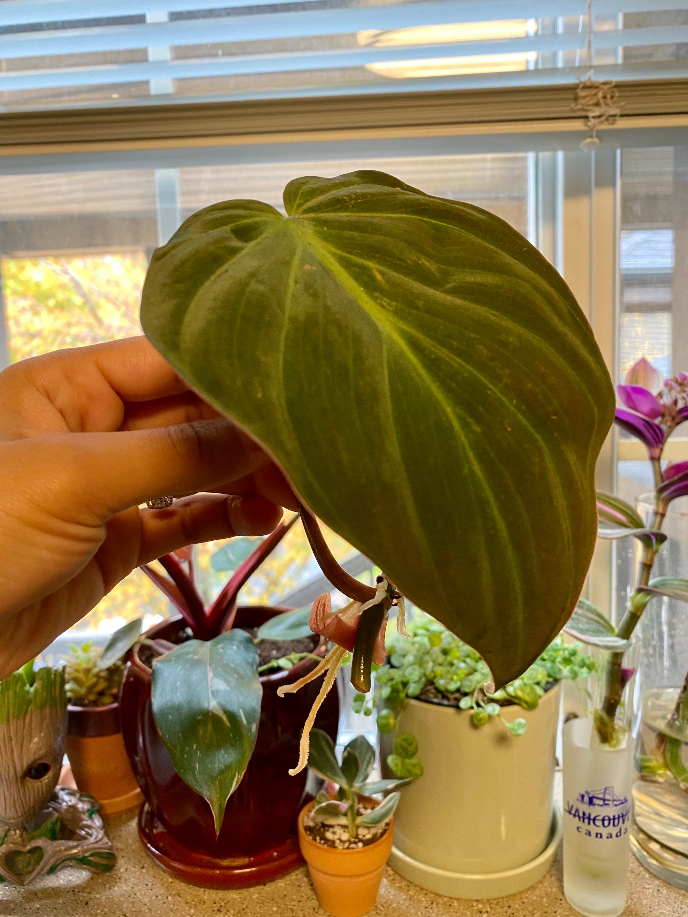 LIVE* Mican Aka Velvet Leaf Philodendron Cutting Rooted or Unrooted - Etsy