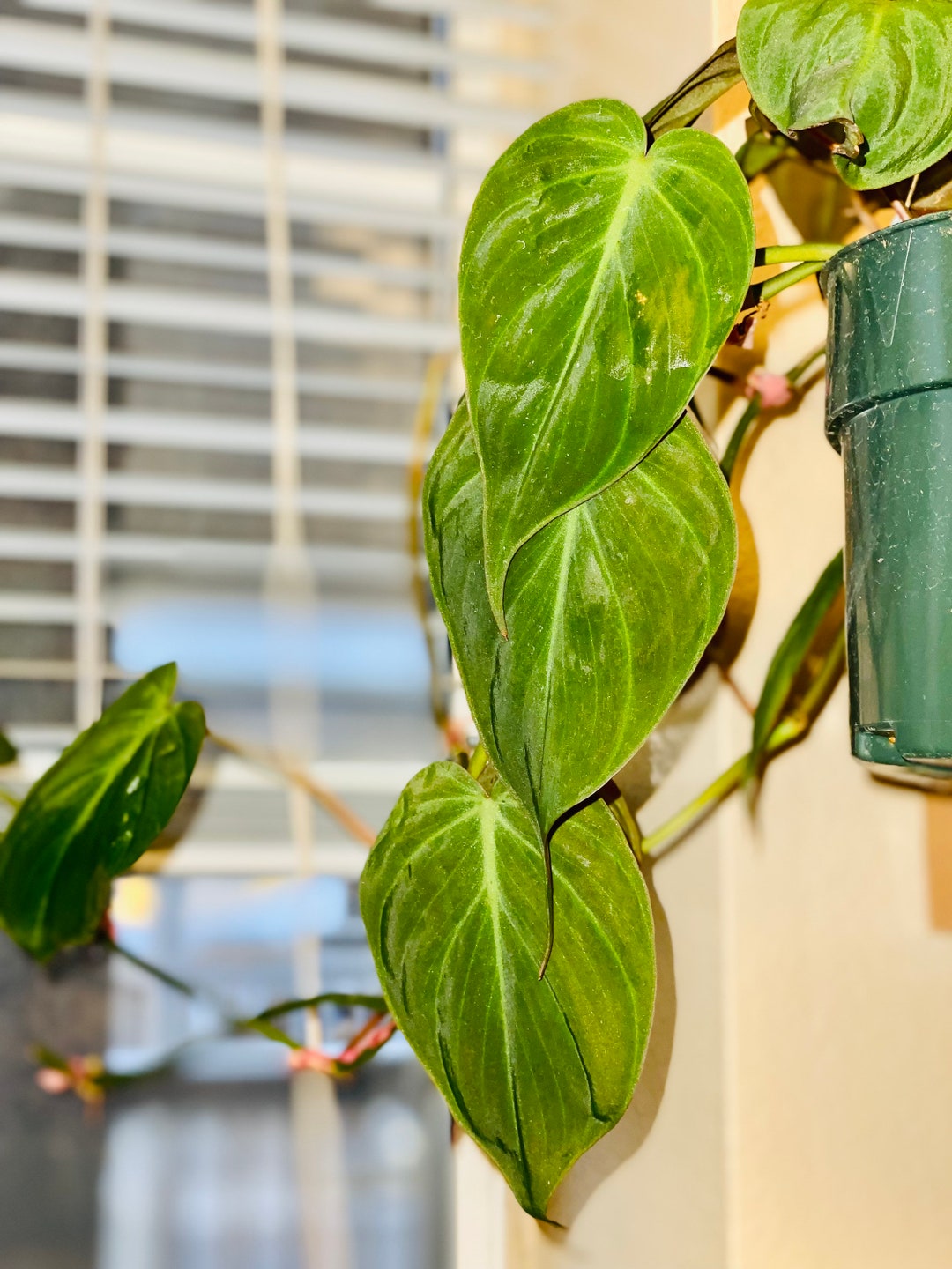 LIVE* Mican Aka Velvet Leaf Philodendron Cutting Rooted or Unrooted - Etsy