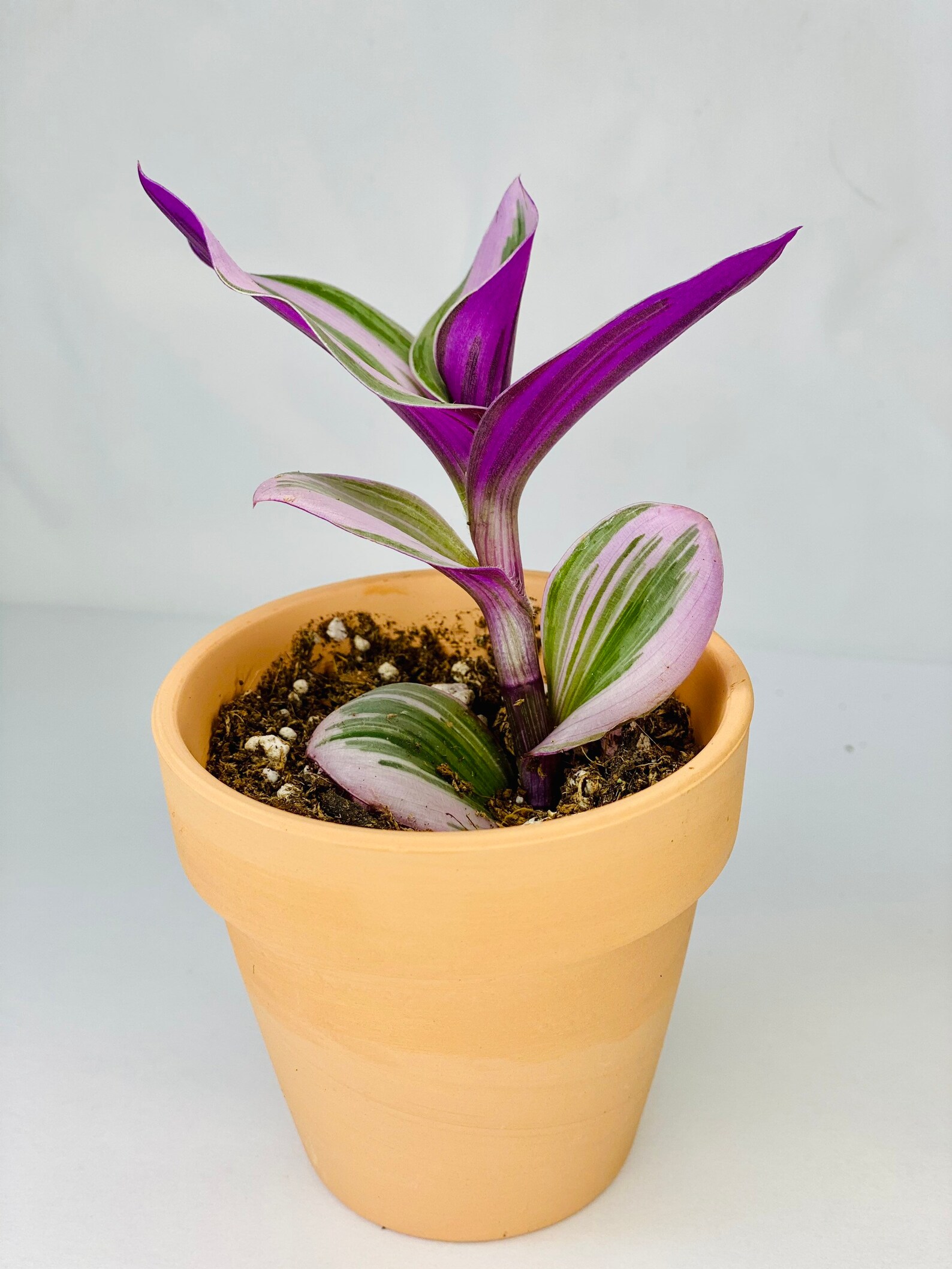 LIVE Rare Tradescantia Nanouk Plant/pink Wandering Jew - Etsy