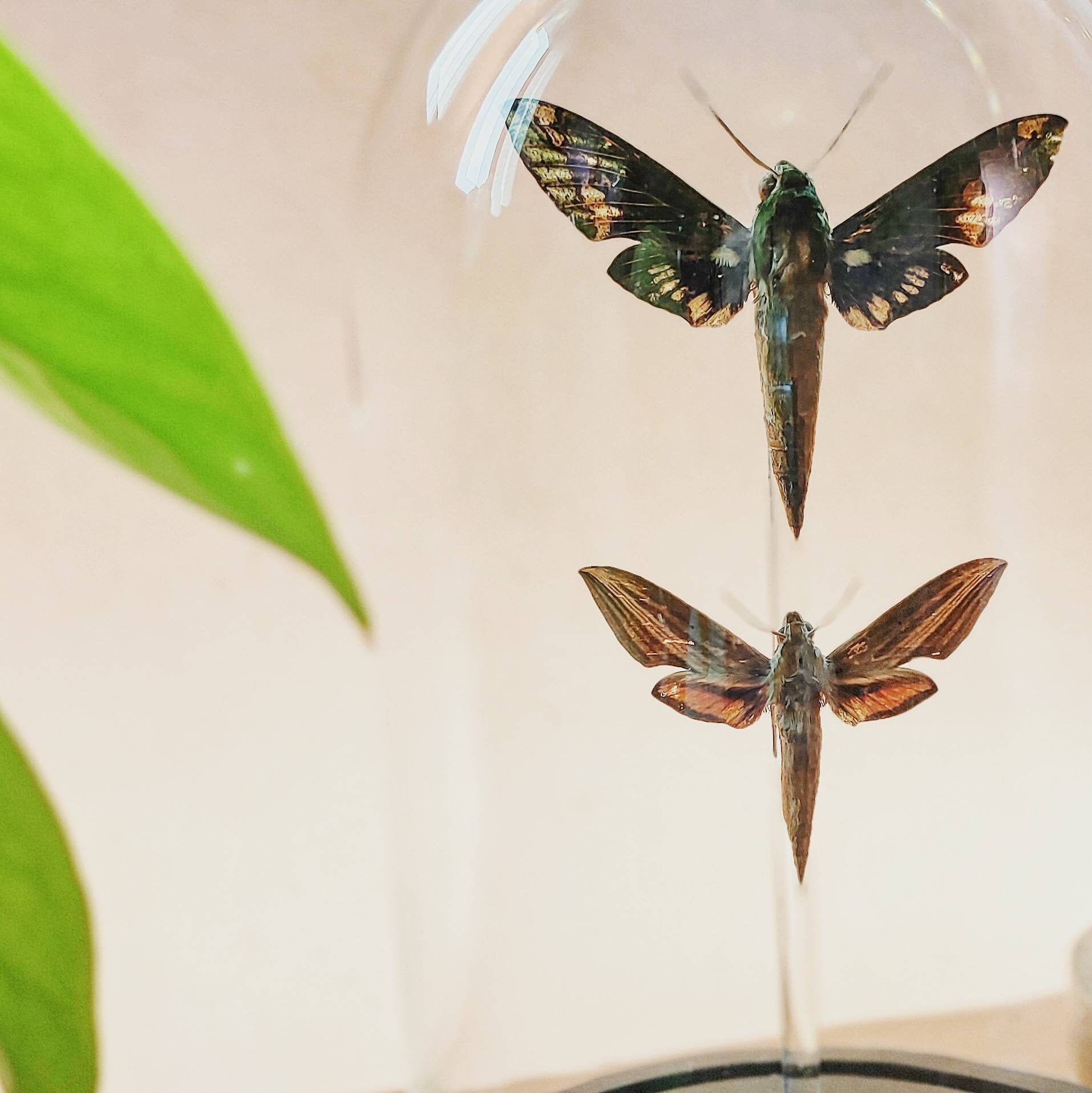 Real Moths and Butterflies Sphinx Hawk Moth Xylophanes Chiron Nechus of ...