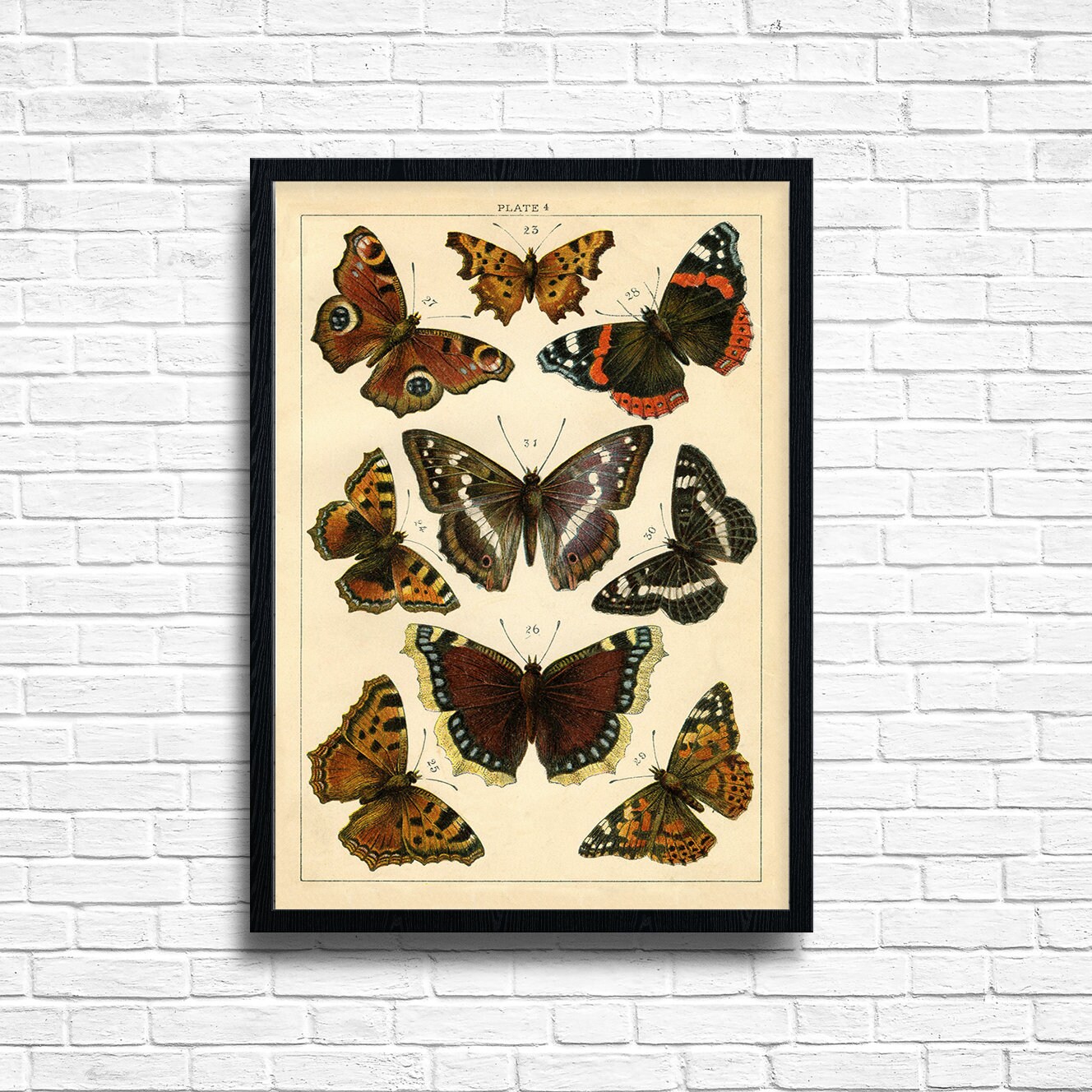 Vintage Butterfly Chart
