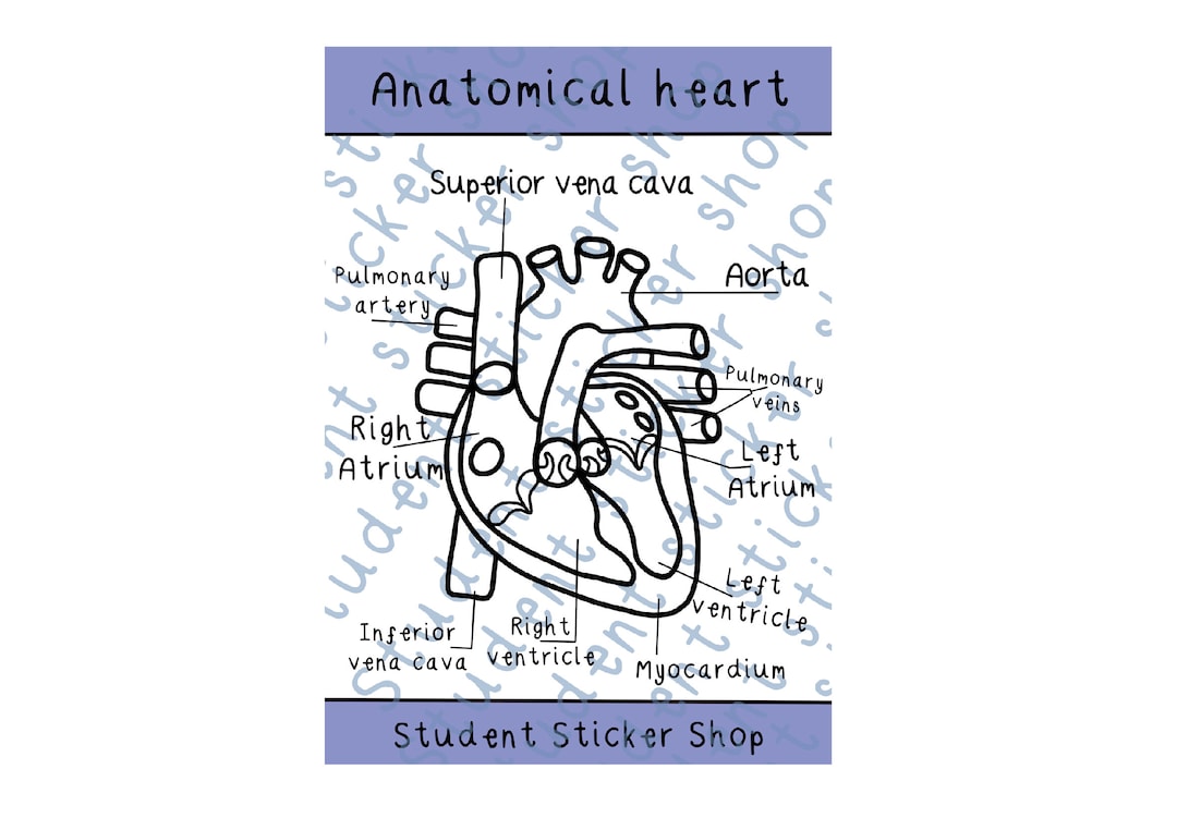 Labelled Anatomical Heart PDF A4 Sheet 2 Sheets Including a Labelled ...