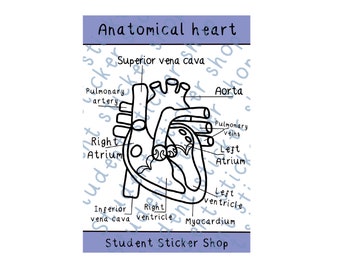 Anatomy and Physiology Labeling Sheets - Etsy