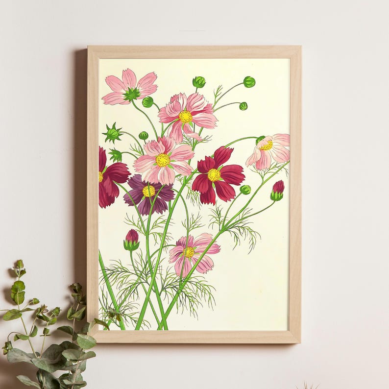 Cosmos by Nishimura Hodo, 1940, Japanese Floral Shin-hanga Print, Vintage Cosmos Flower Poster ...