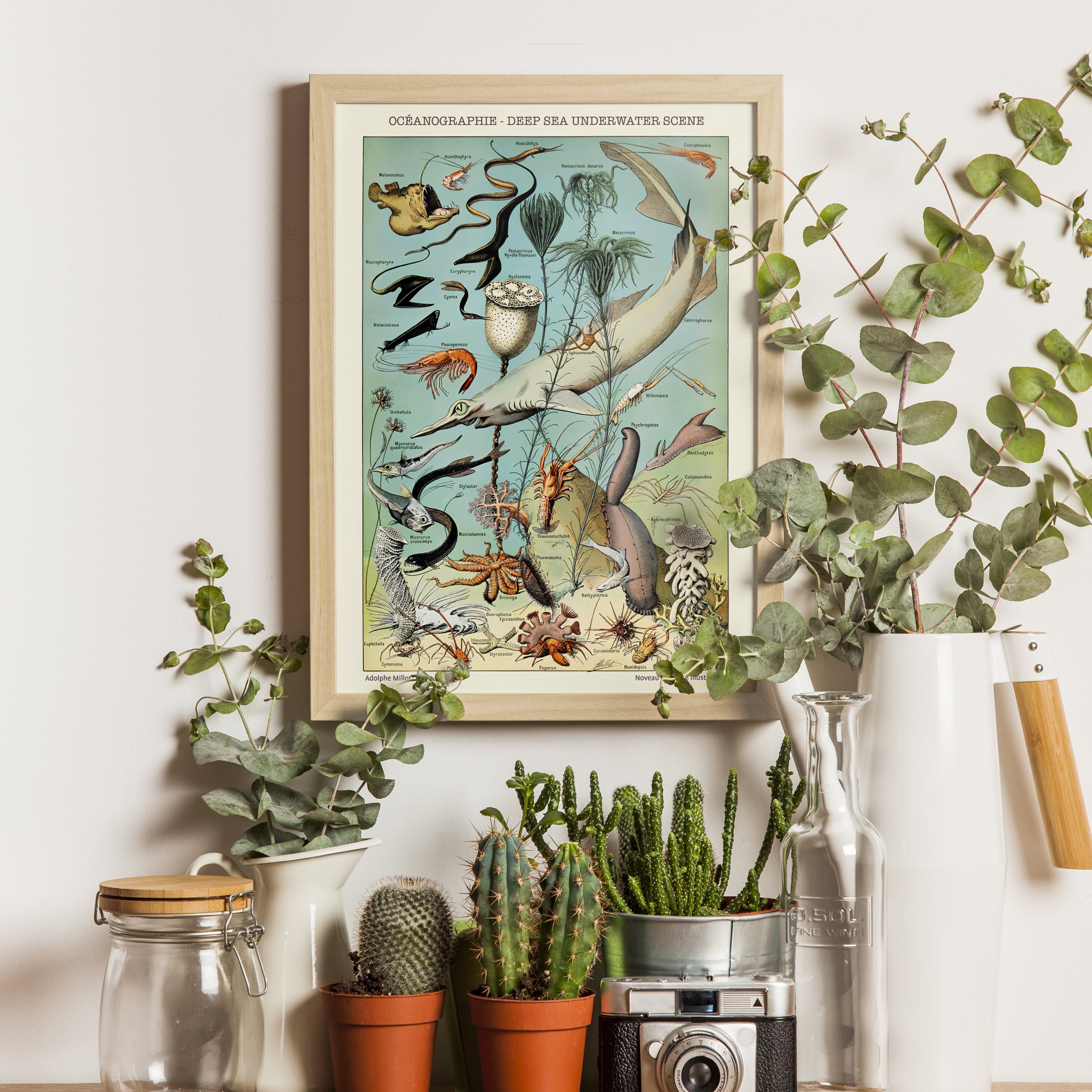 Deep Sea Underwater Scene Art Print, Adolphe Millot 1923, Marine Life ...