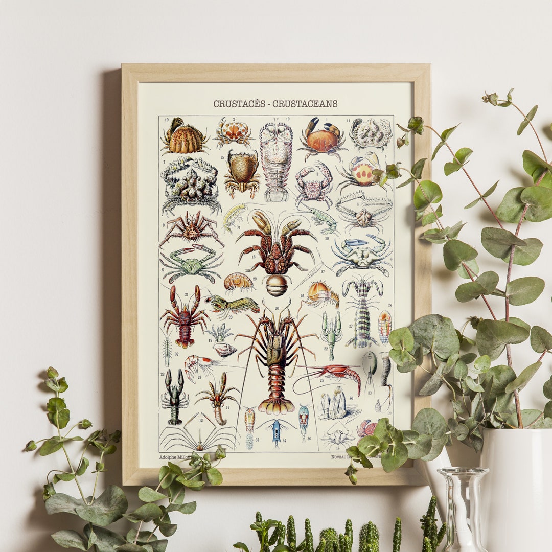 Crustaceans Art Print, Adolphe Millot 1923, Science Illustration ...