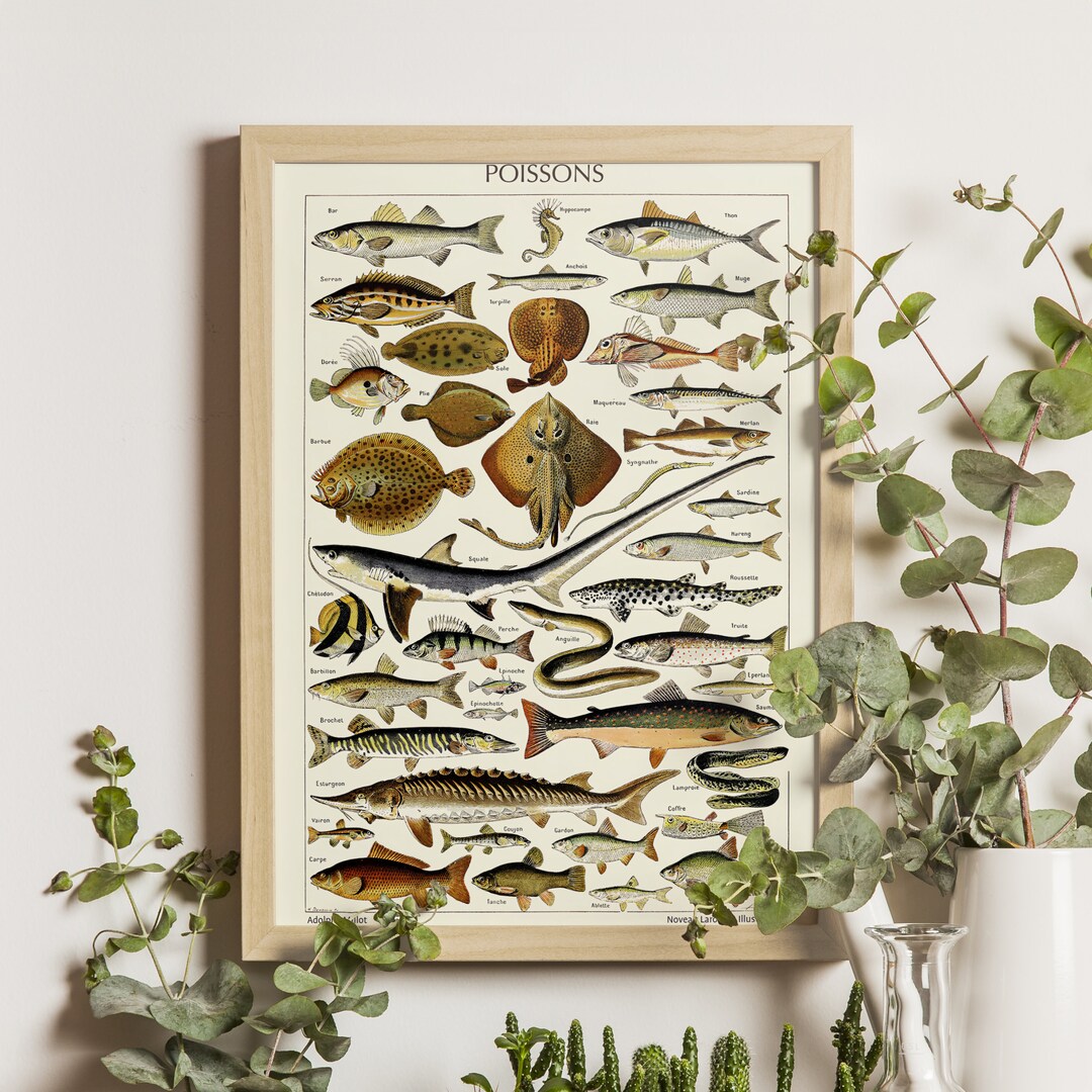 Fish With French Labels Art Print, Adolphe Millot 1923, Science ...