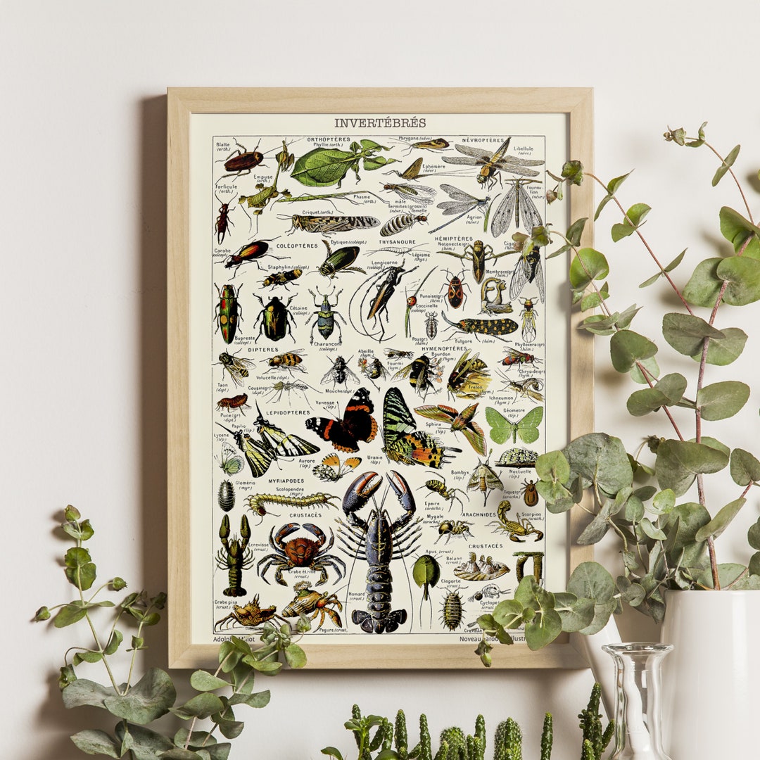 Invertebrates With French Labels Art Print by Adolphe Millot, Vintage ...