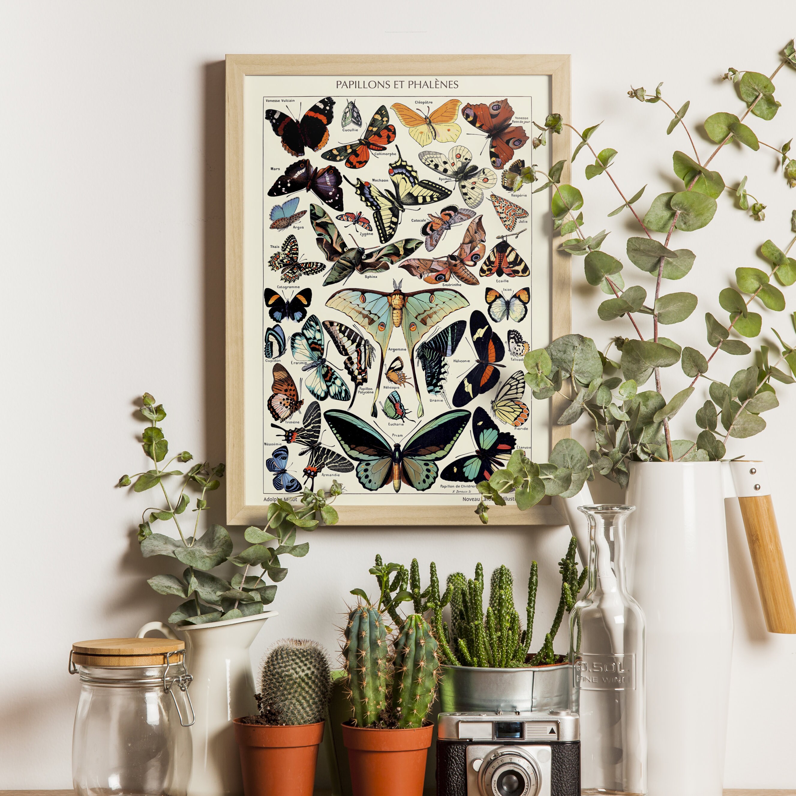 Butterflies and Moths With French Labels Adolphe Millot Print 1923 ...