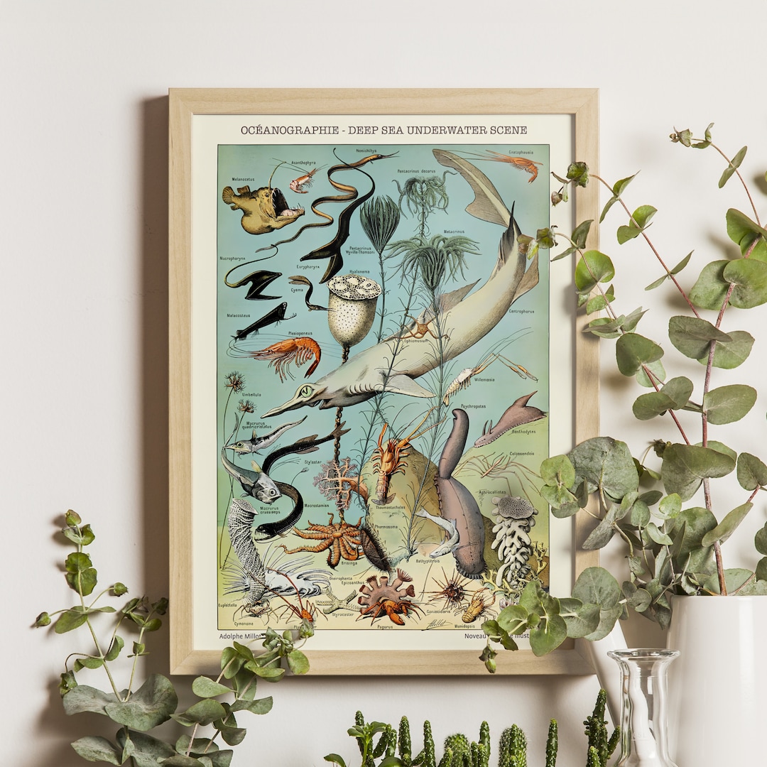 Deep Sea Underwater Scene Art Print, Adolphe Millot 1923, Marine Life ...