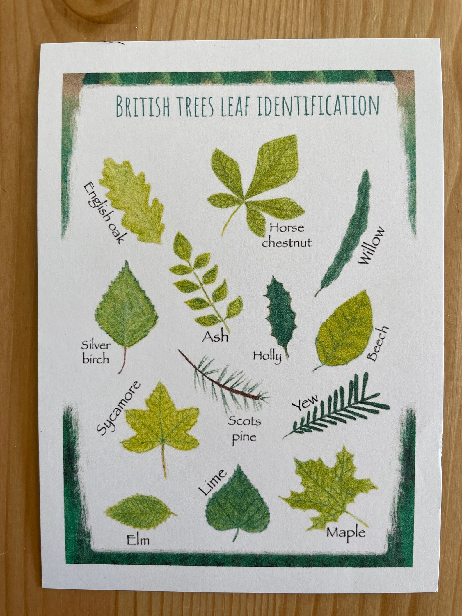 British Tree Leaf Identification A6 Postcard Size Print - Nature ...