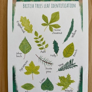 British Tree Leaf Identification A6 Postcard Size Print - Nature ...