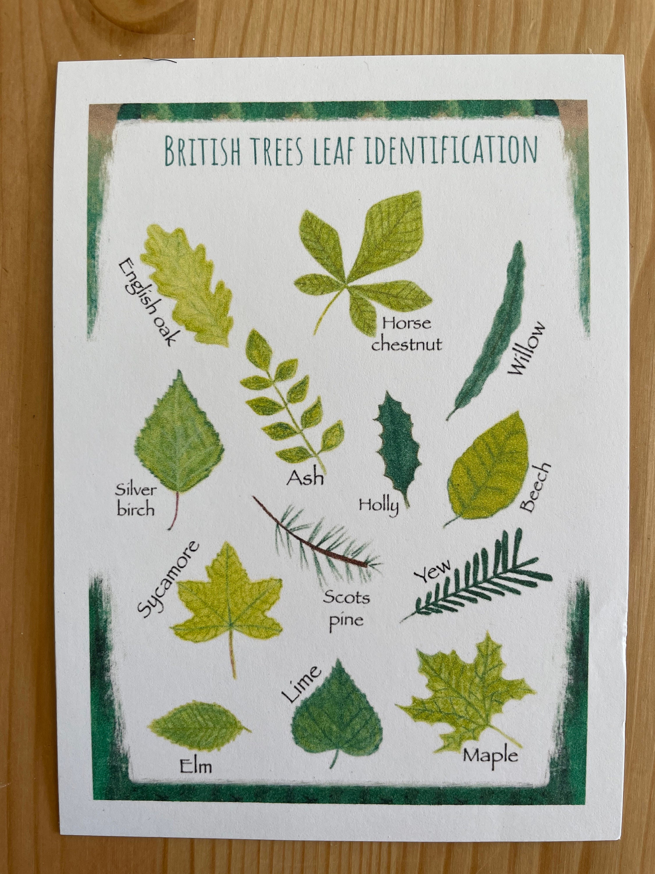 British Tree Leaf Identification A6 Postcard Size Print - Etsy
