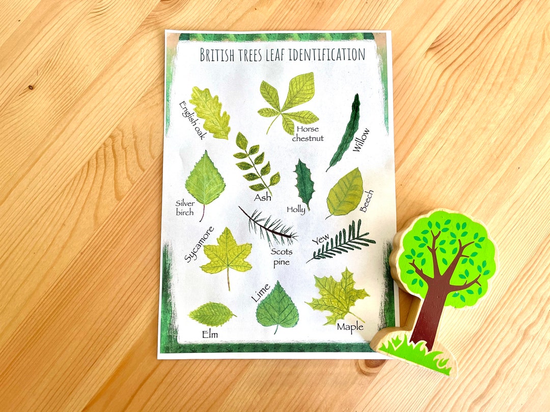 British Tree Leaf Identification Printable Nature Resource. Nature ...