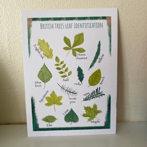 British Tree Leaf Identification A6 Postcard Size Print | Etsy