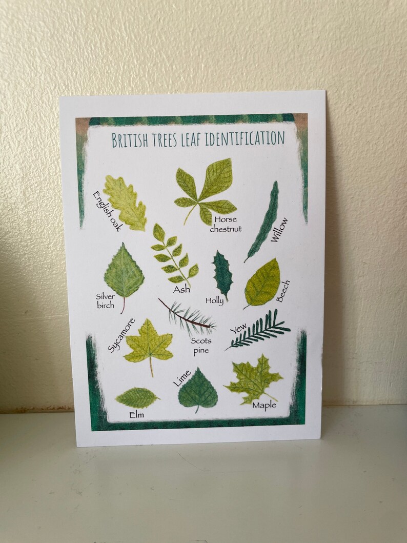 British Tree Leaf Identification A6 Postcard Size Print | Etsy