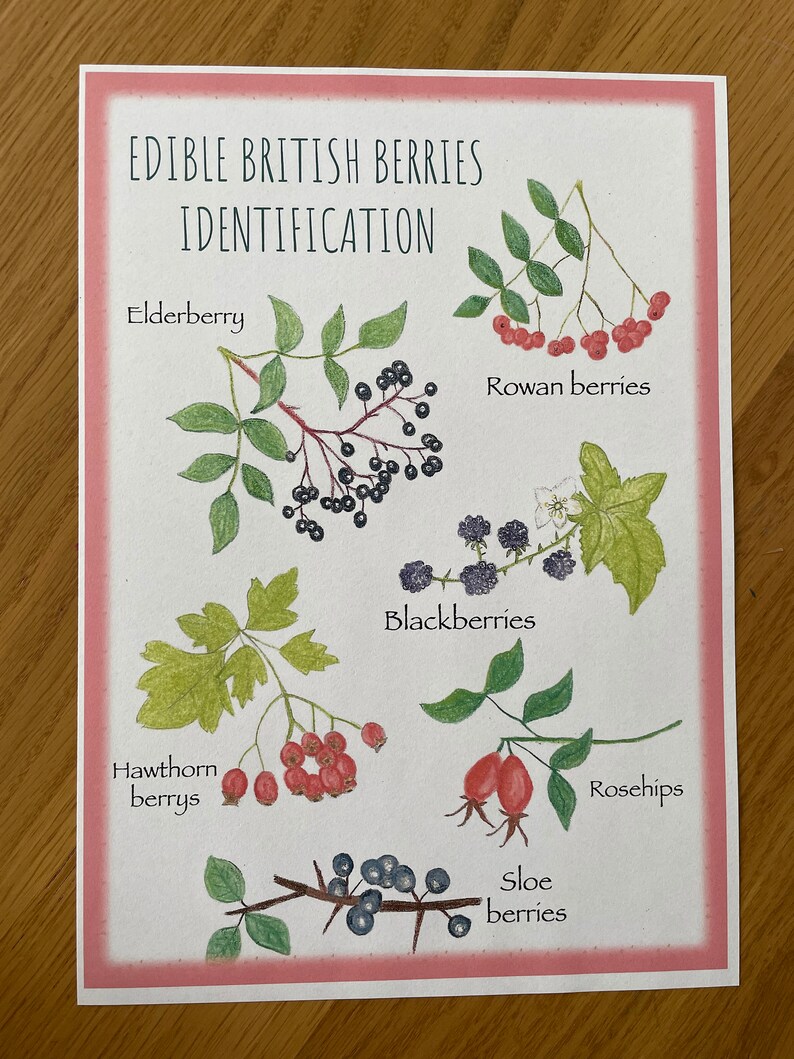Printable Edible Berries Identification Pdf, Printable Nature Resource ...