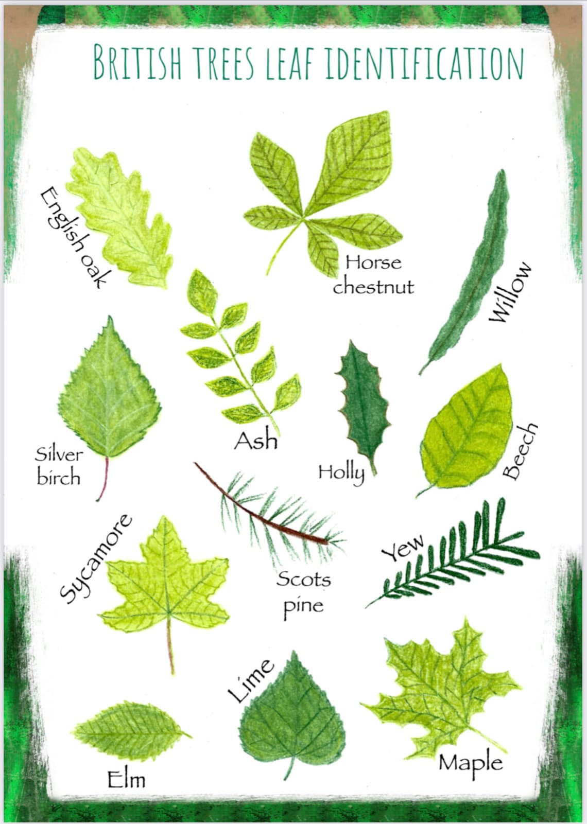 British Tree Leaf Identification Printable Nature Resource. Nature ... British Tree Leaf Identification Printable Nature Resource. Nature ...