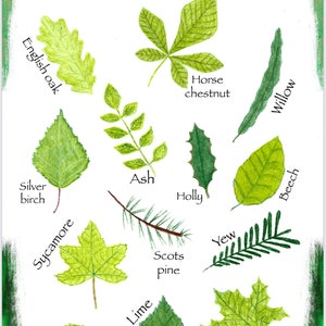 British Tree Leaf Identification Printable Nature Resource. Nature ...