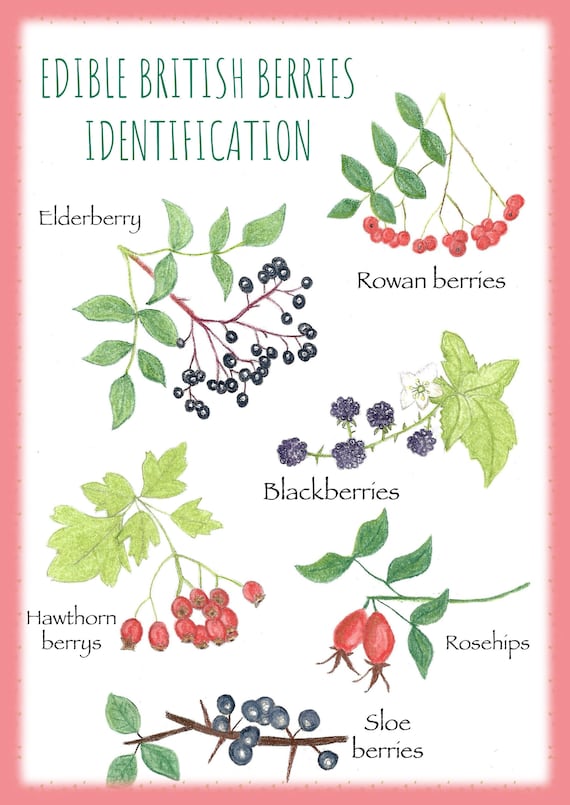 Identifying Wild Berries