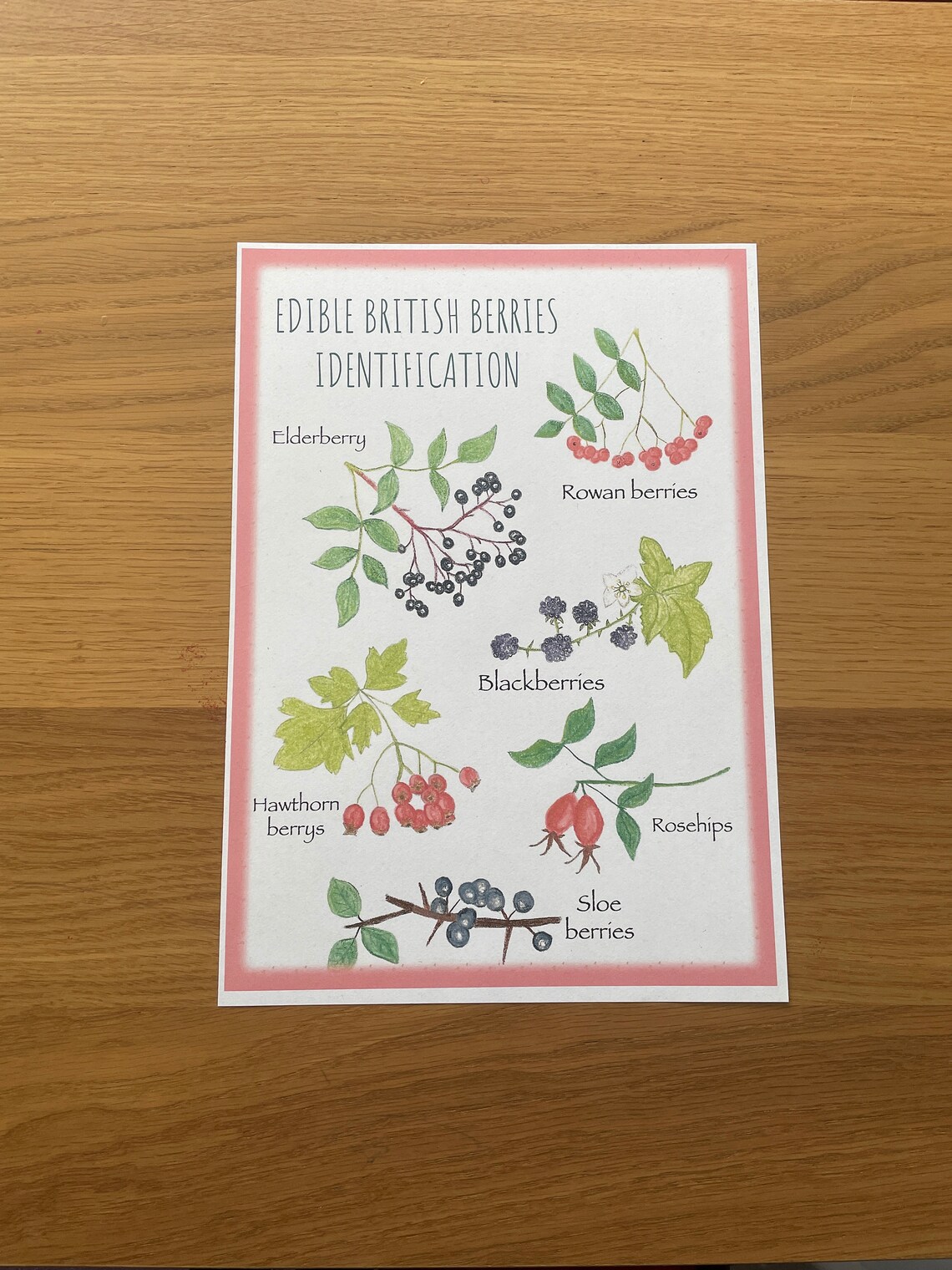 Printable Edible Berries Identification Pdf, Printable Nature Resource ...