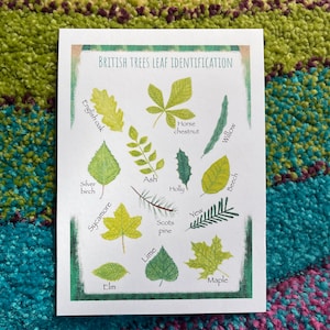 British Tree Leaf Identification A6 Postcard Size Print - Nature ...