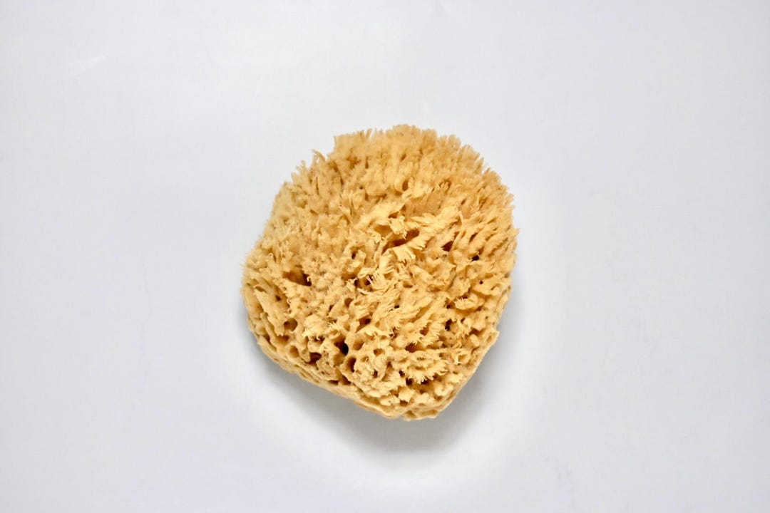 Natural Sea Sponge/florida Rock Island Premium Wool Sponge/natural Bath ...