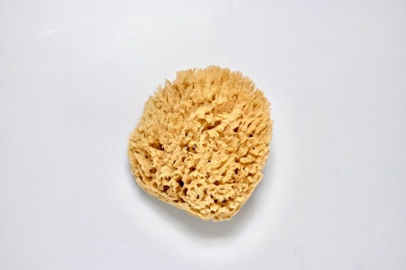 Natural Sea Sponge/florida Rock Island Premium Wool Sponge/natural Bath ...
