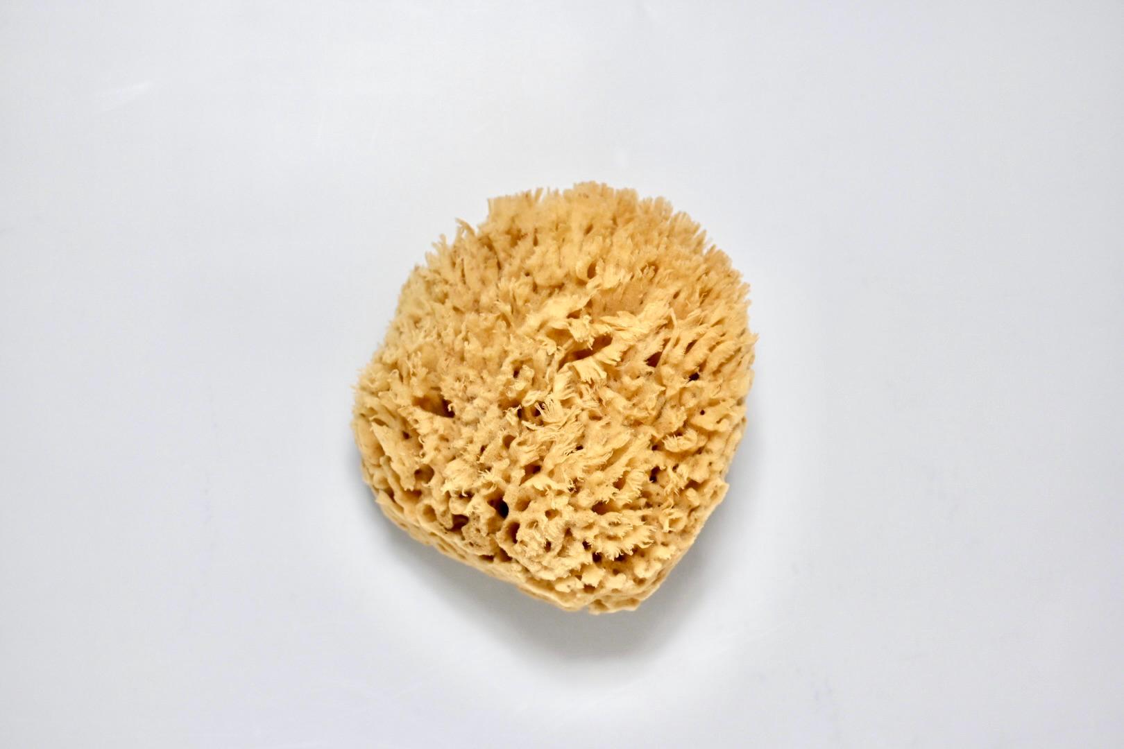 Natural Sea Sponge/florida Rock Island Premium Wool Sponge/natural Bath ...