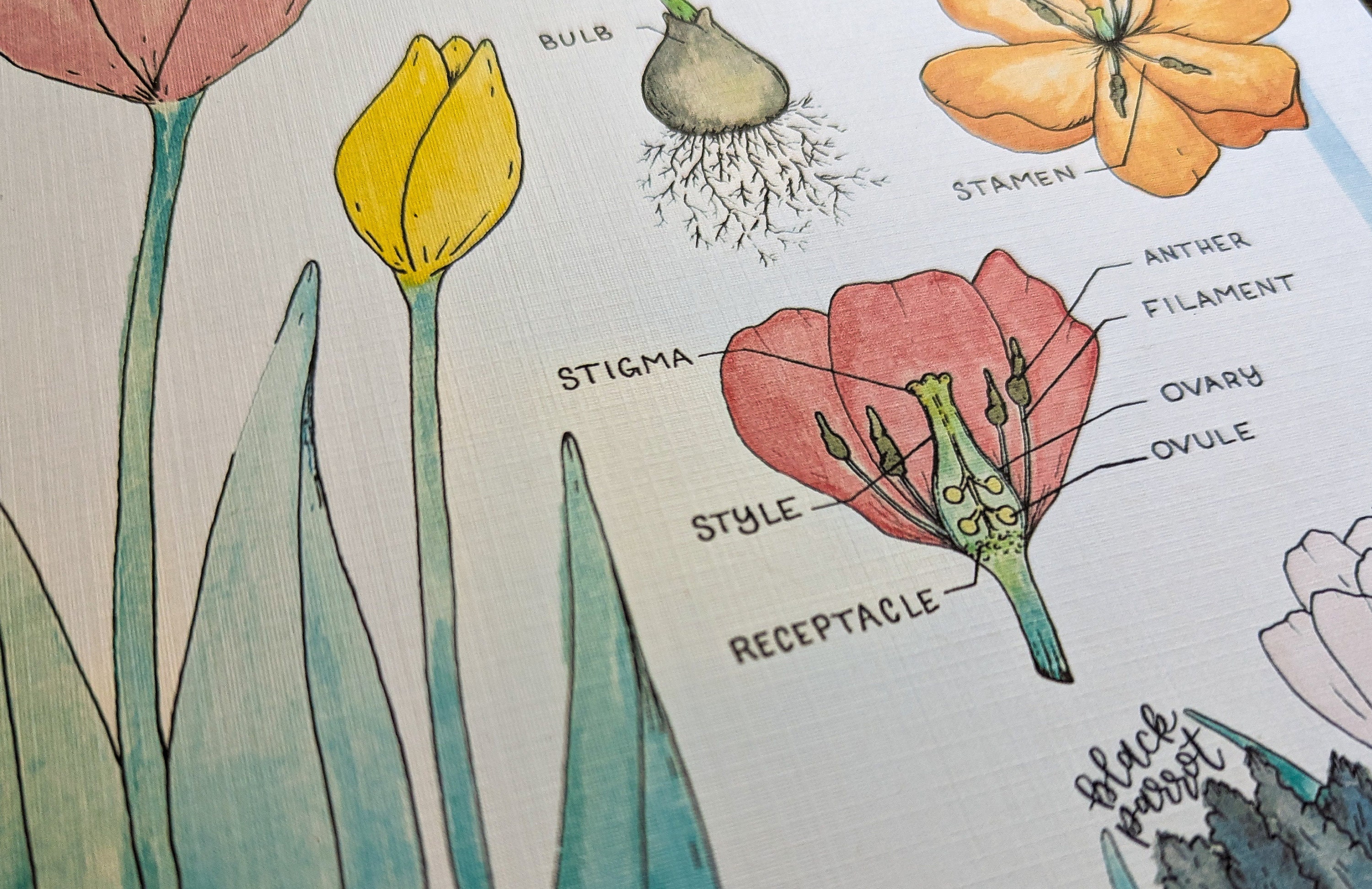 Anatomy Of A Tulip Wall Art Etsy