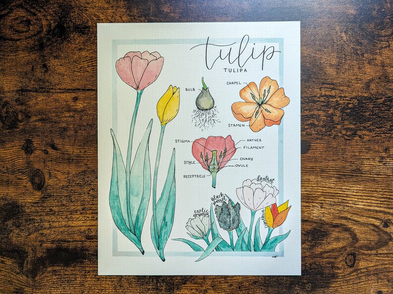 Anatomy of a Tulip Wall Art - Etsy