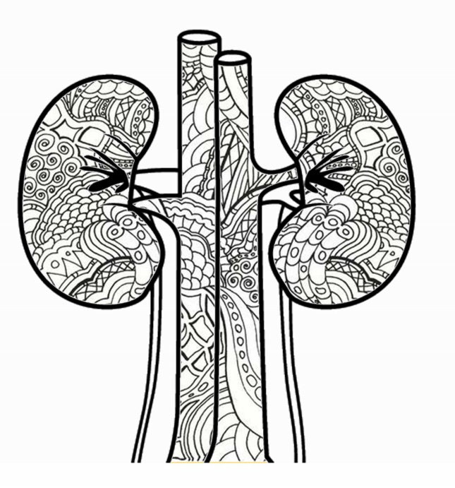 Zentangle Kidney PDF Coloring Page - Etsy