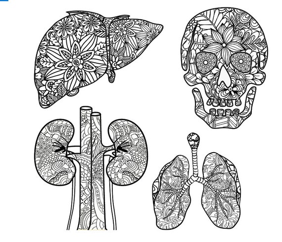 Liver Coloring Page