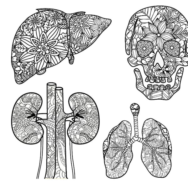 Kidney Coloring Page - Etsy