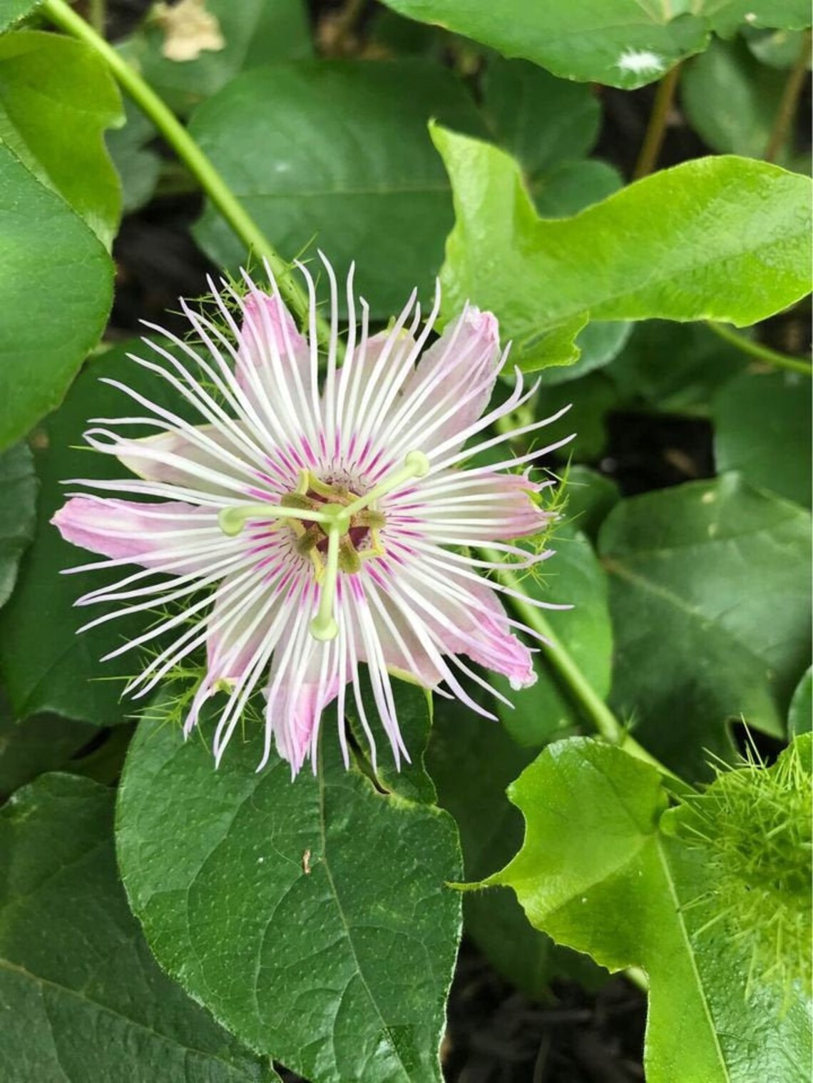 Passion Vine Pink Passiflora Racemosa Passion Flowers Live | Etsy