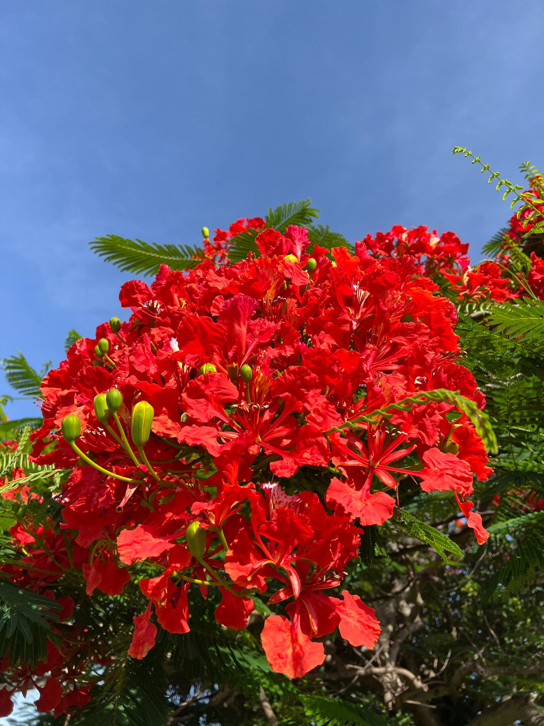 Flamboyant Tree Bonsai
