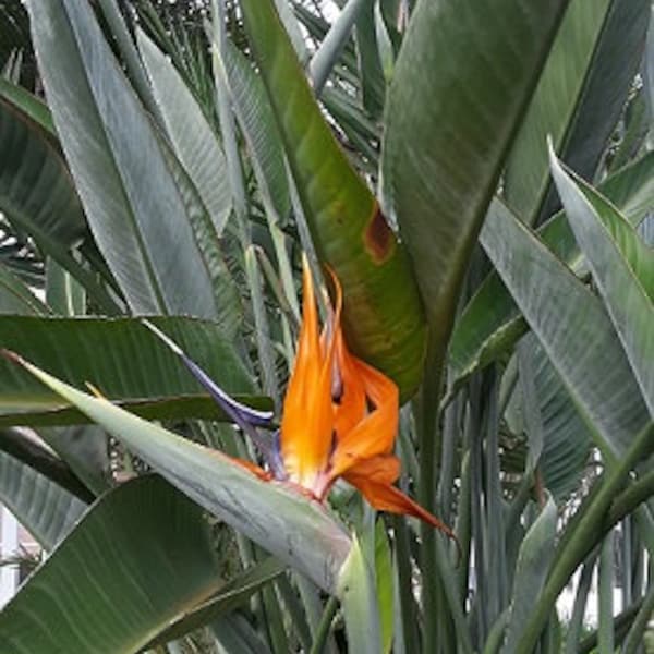 Orange Bird of Paradise Plant - Etsy