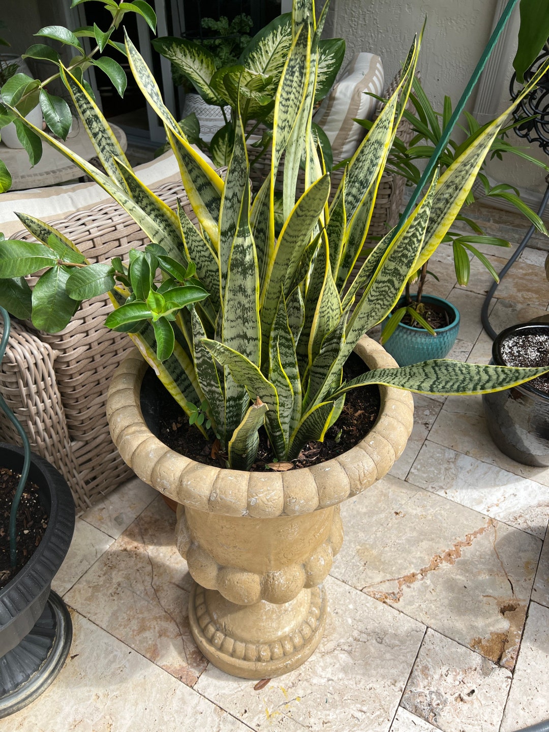 Variegated Snake Plant: Timeless Elegance, Easy Care - Etsy