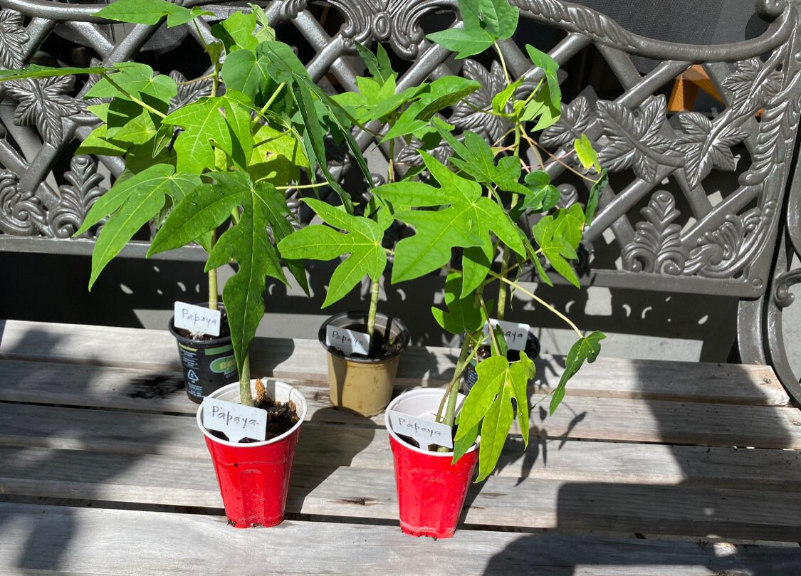 Baby Papaya Tree